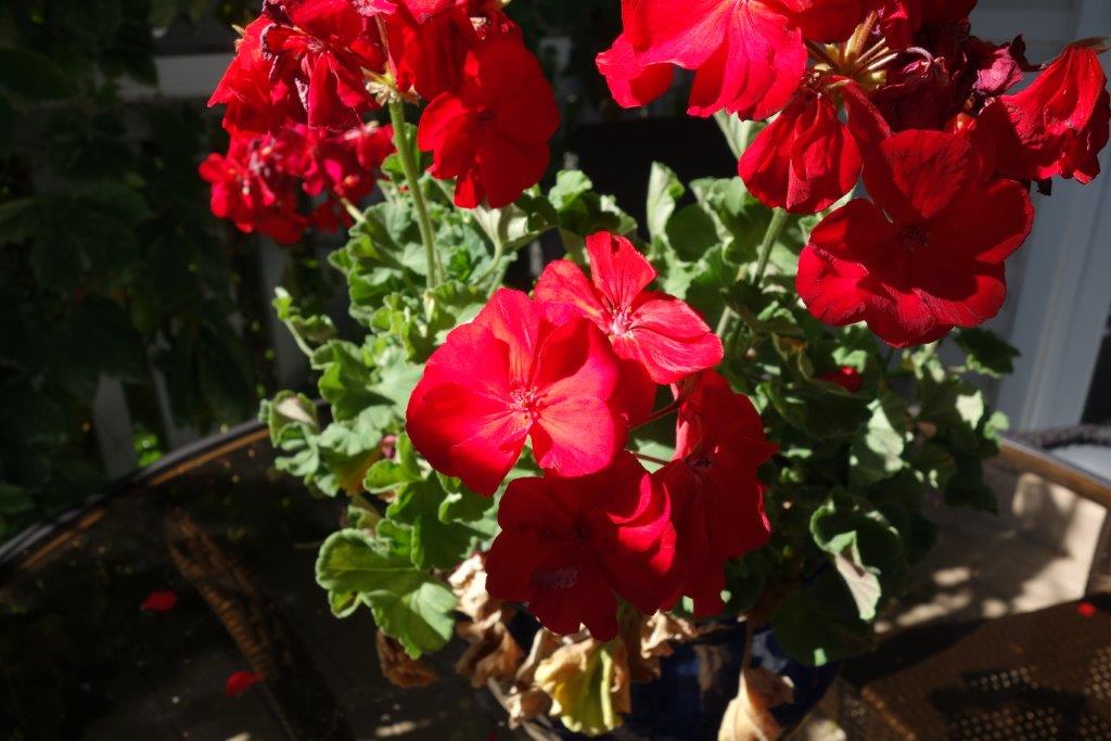 Geranium Cuttings – Everyday Cheer