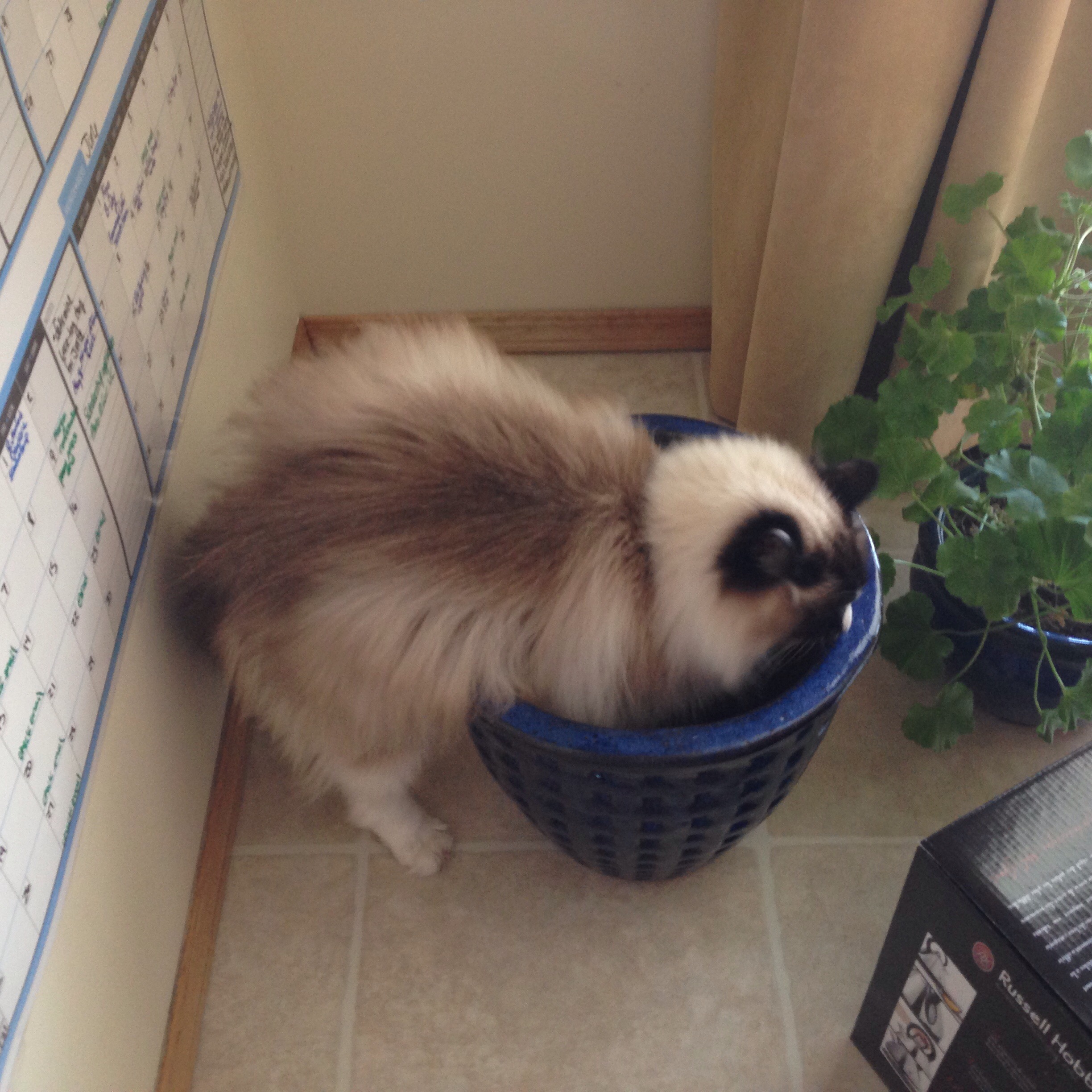 Do I Fit? – Everyday Cheer