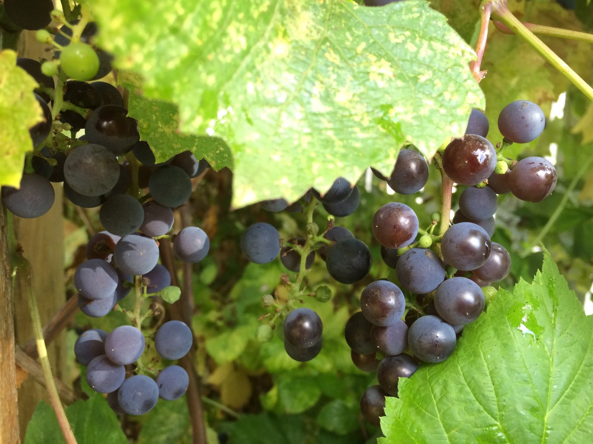 Grapes Galore – Everyday Cheer