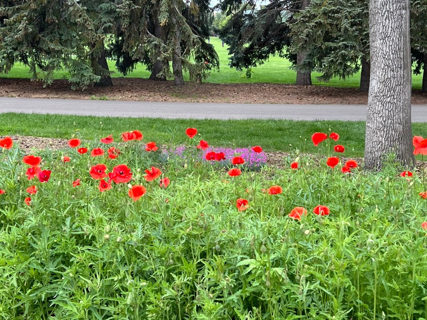 Riley Park and Patrick Burns Memorial Rock Garden – Everyday Cheer