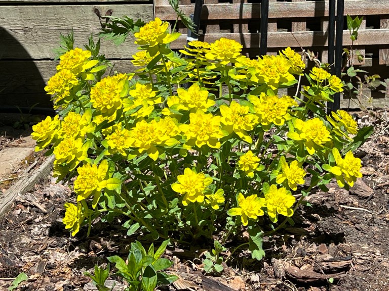 Early Spring – Everyday Cheer