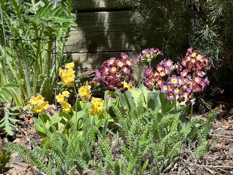 Early Spring – Everyday Cheer