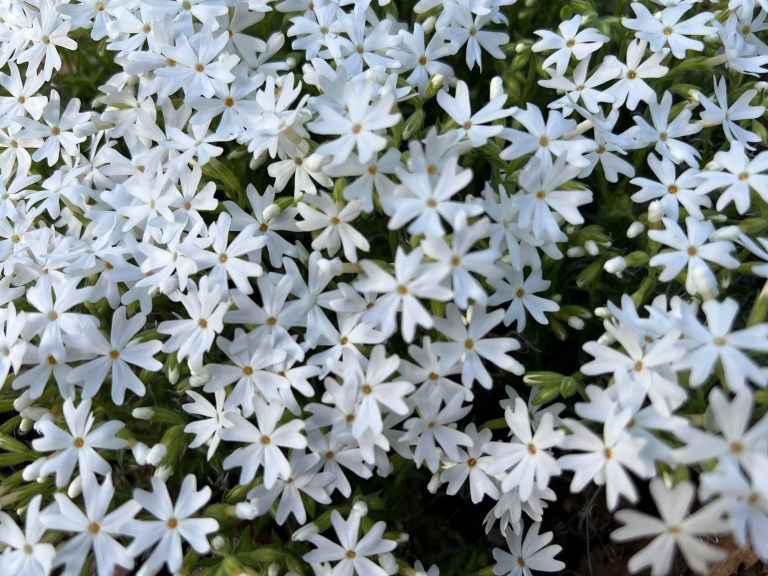 Early Spring – Everyday Cheer